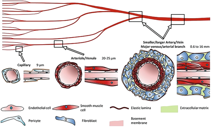Mass Transfer, Vascularization, and Innervation of Scaffolds and ...