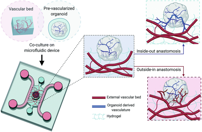 Mass Transfer, Vascularization, and Innervation of Scaffolds and ...