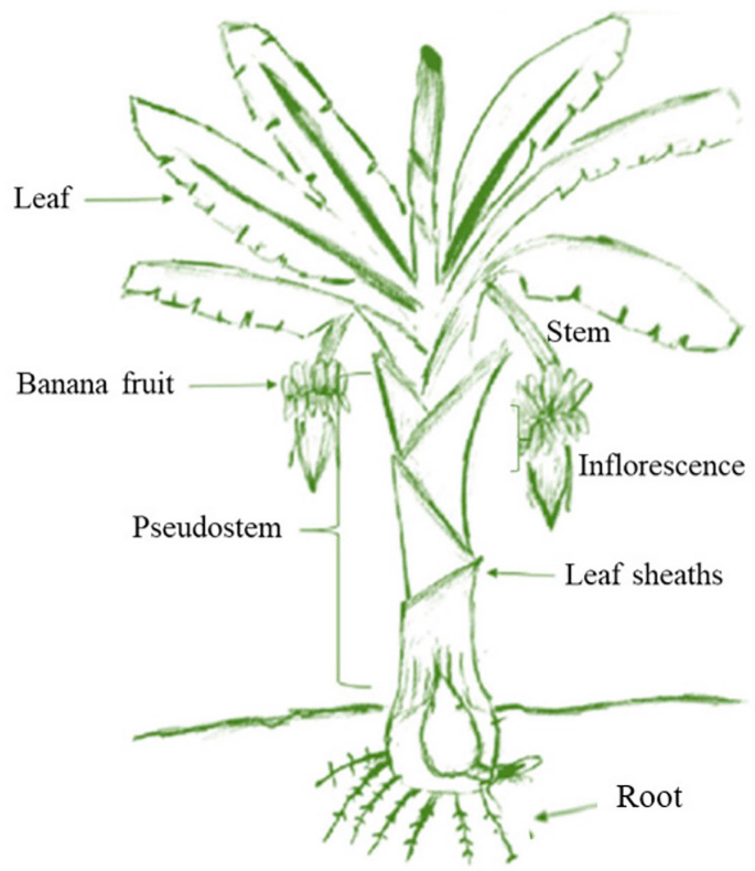 Banana and Its By-products: A Comprehensive Overview of Nutritional ...