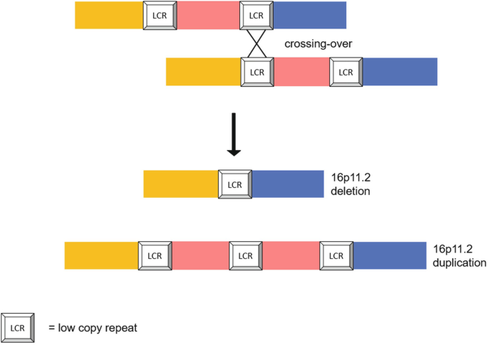 16p11.2 Deletion Syndrome | Springer Nature Link (formerly SpringerLink)
