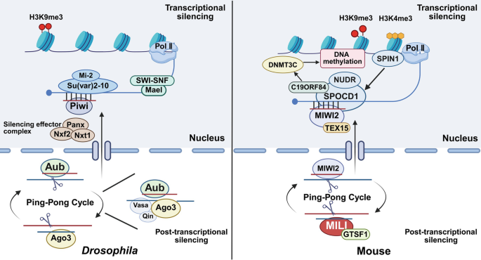 Transposable Elements: The Role of the piRNA Pathway | SpringerLink