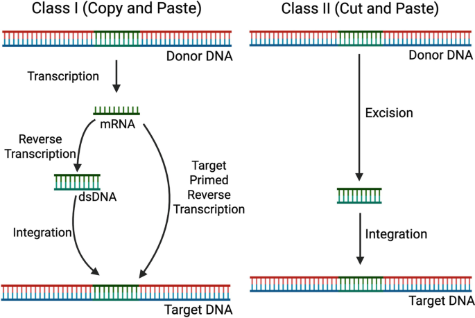 The Role of Transposable Elements in Development | SpringerLink