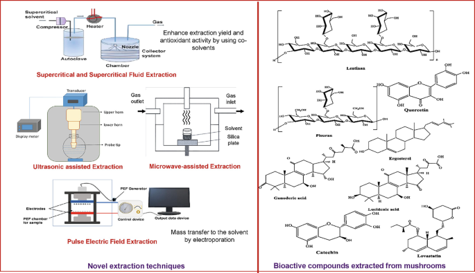 Novel Extraction Methods for Bioactive Compounds from Fungi: An ...