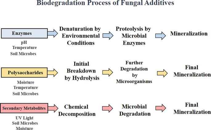 Fungal Additives in Food Packaging: A Sustainable Solution | SpringerLink