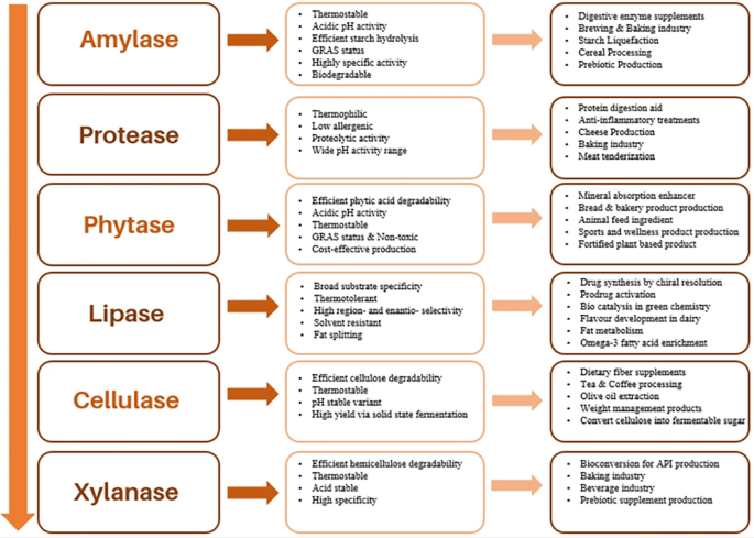 Fungal Enzymes: Latest Developments in Production and Applications in ...