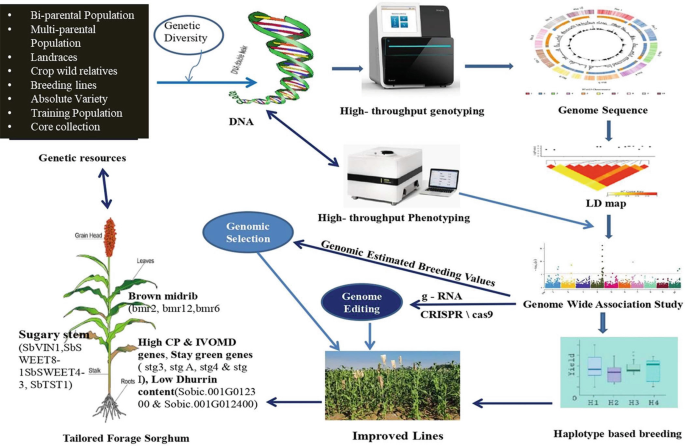 Genomics-Assisted Breeding for Fodder Quality Improvement in Forage ...