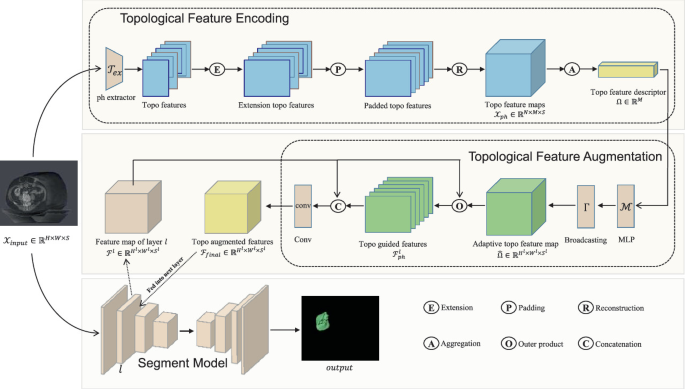 Topological Enhancement Learning Module for Segmentation of Complex and Irregular Structures in ...