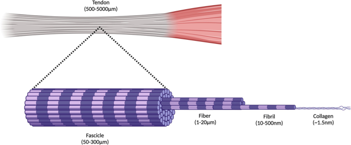 Hand Tendon Biomechanics | SpringerLink