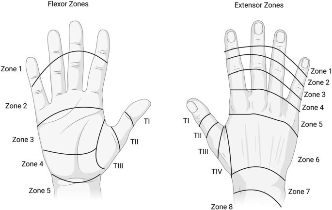Hand Tendon Biomechanics | SpringerLink