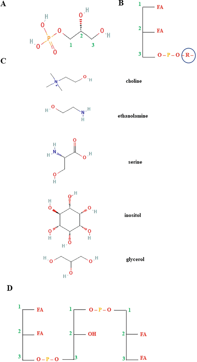 Insect Lipids: Structure, Classification and Function | Springer Nature ...