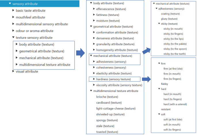 Vocabulary Organization: Lexicons and Ontologies in Sensory and ...