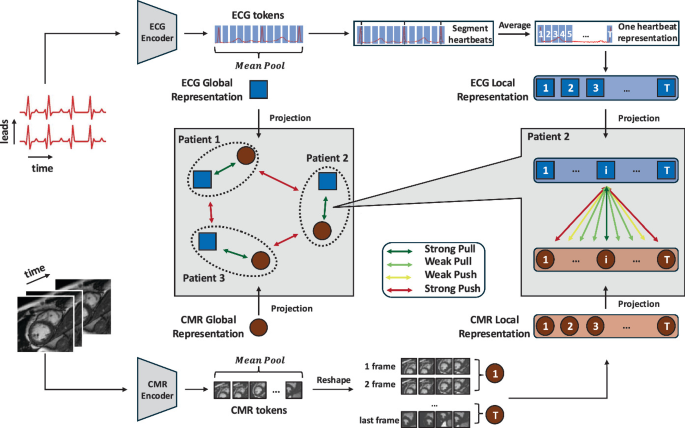 Global and Local Contrastive Learning for Joint Representations from ...