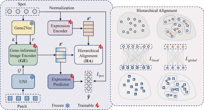 HAGE: Hierarchical Alignment Gene-Enhanced Pathology Representation Learning with Spatial ...