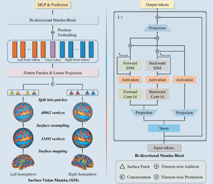 Surface Vision Mamba: Leveraging Bidirectional State Space Model for ...