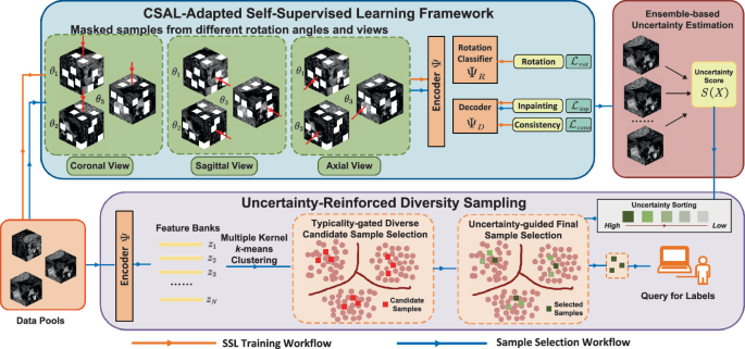 CSAL-3D: Cold-Start Active Learning for 3D Medical Image Segmentation via SSL-Driven Uncertainty ...