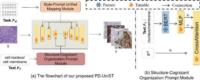PD-UniST: Prompt-Driven Universal Model for Unpaired H&E-to-IHC Stain ...