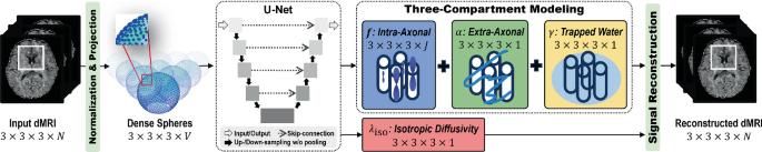 UFO-3: Unsupervised Three-Compartment Learning for Fiber Orientation Distribution Function ...