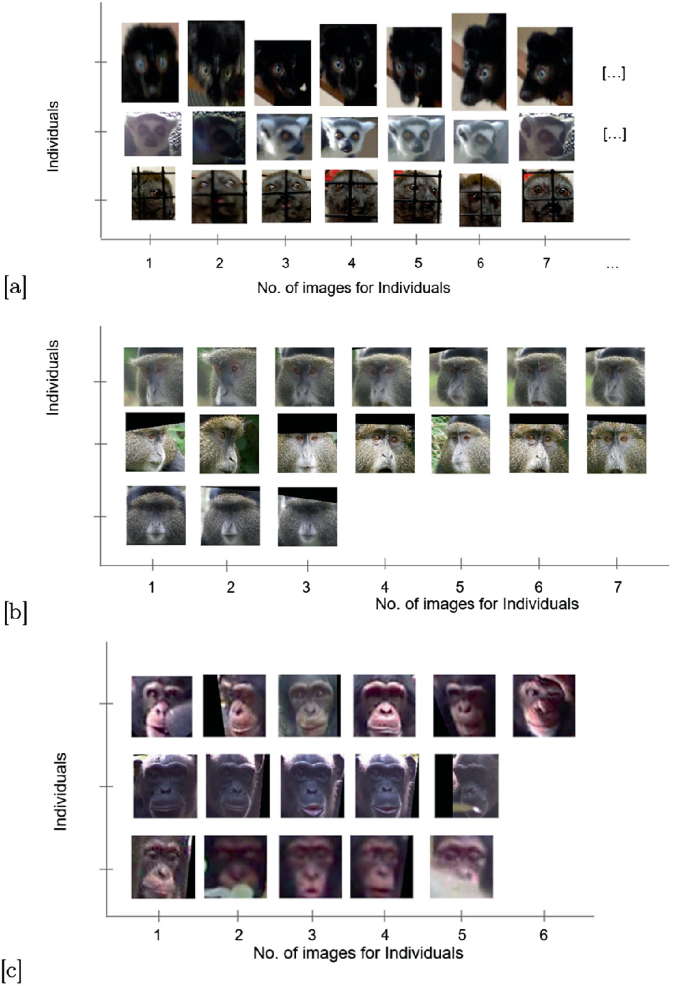 Adapting to the Wild: From Human Face to Animal Face Recognition ...