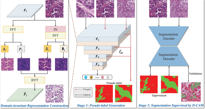 D-CAM: Learning Generalizable Weakly-Supervised Medical Image Segmentation from Domain-Invariant ...