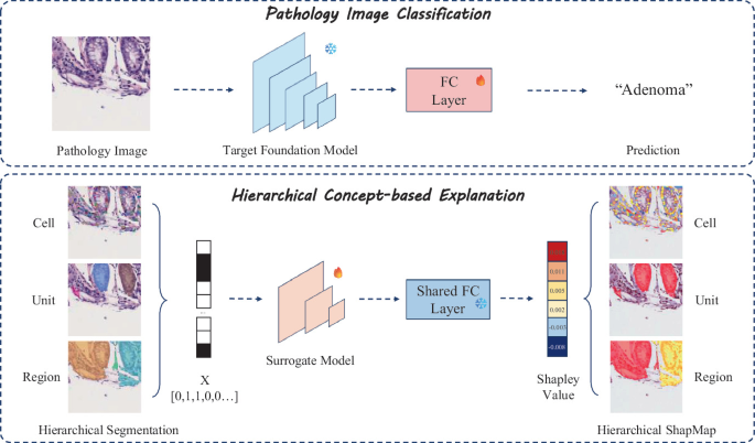 Explain Any Pathological Concept: Discovering Hierarchical Explanations for Pathology Foundation ...