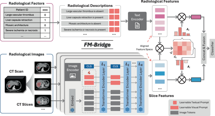 Bridging Radiological Images and Factors with Vision-Language Model for ...