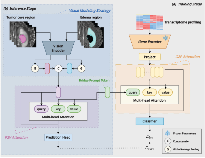 Thread the Needle: Genomics-Guided Prompt-Bridged Attention Model for Survival Prediction of ...