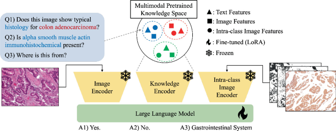 BaMCo: Balanced Multimodal Contrastive Learning for Knowledge-Driven ...