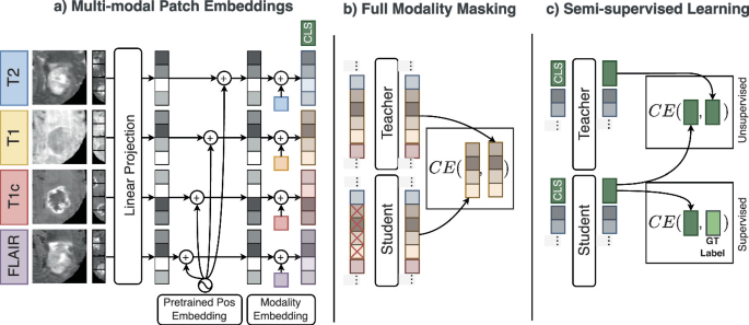 MM-DINOv2: Adapting Foundation Models for Multi-modal Medical Image Analysis | SpringerLink