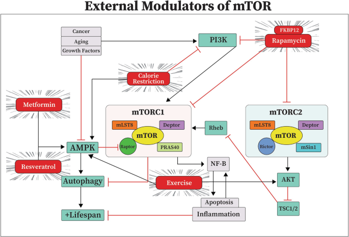 Molecular Biology of mTOR | SpringerLink