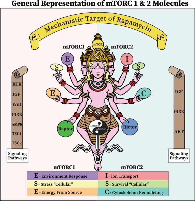 Molecular Biology of mTOR | SpringerLink