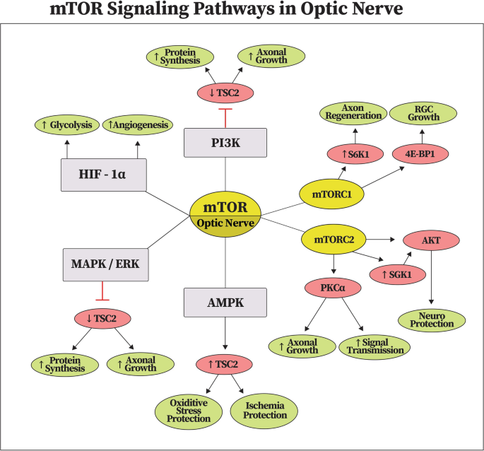 mTOR Effect on Optic Nerve | SpringerLink