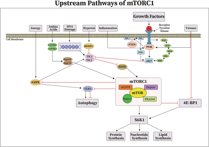 mTOR Signaling Pathways | Springer Nature Link (formerly SpringerLink)
