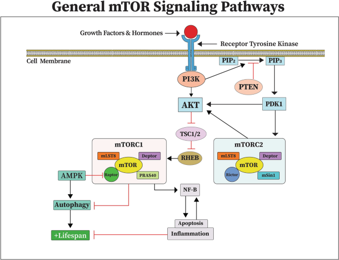 mTOR Signaling Pathways | SpringerLink