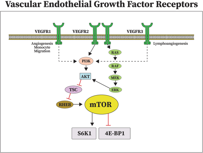 mTOR Signaling Pathways | Springer Nature Link (formerly SpringerLink)