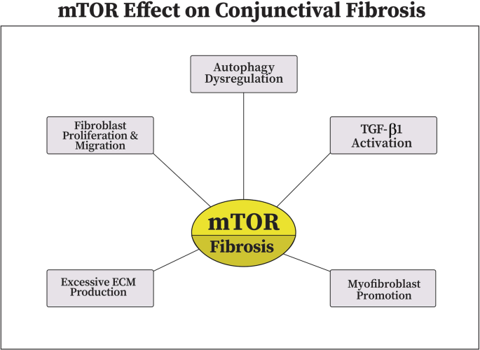 mTOR Effect on Conjunctiva | SpringerLink