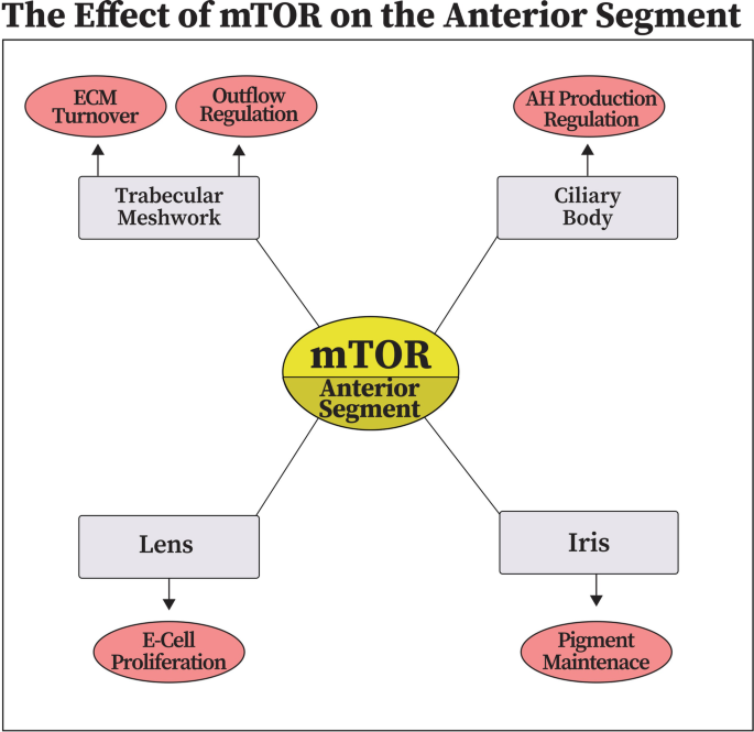 mTOR Effect on the Anterior Segment of the Eye | SpringerLink