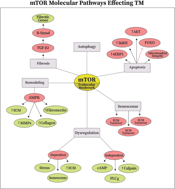mTOR Effect on the Anterior Segment of the Eye | SpringerLink