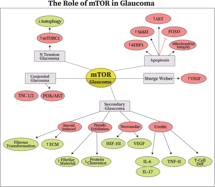 mTOR Effect on the Anterior Segment of the Eye | SpringerLink