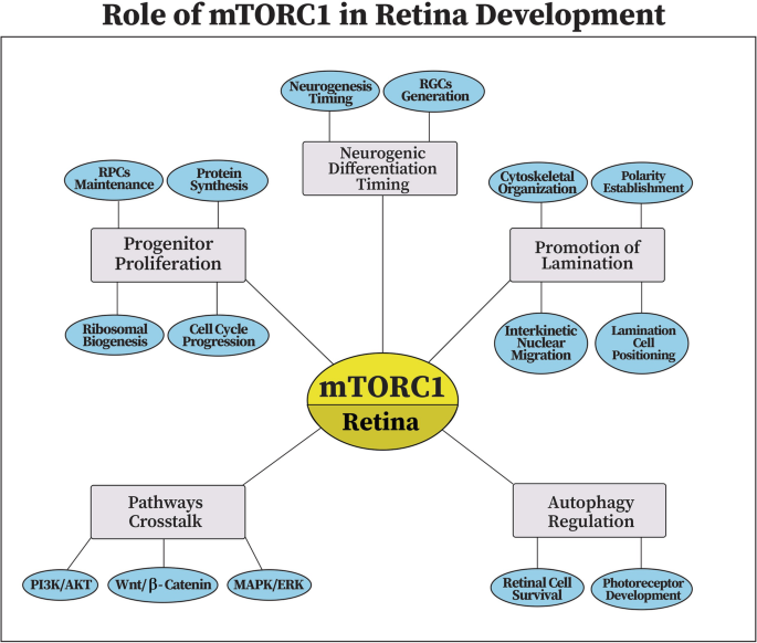 mTOR Role in the Retina | SpringerLink