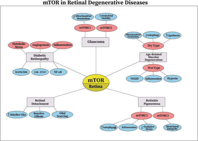 mTOR Role in the Retina | SpringerLink
