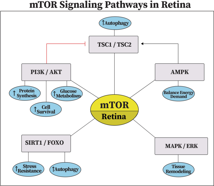 mTOR Role in the Retina | SpringerLink