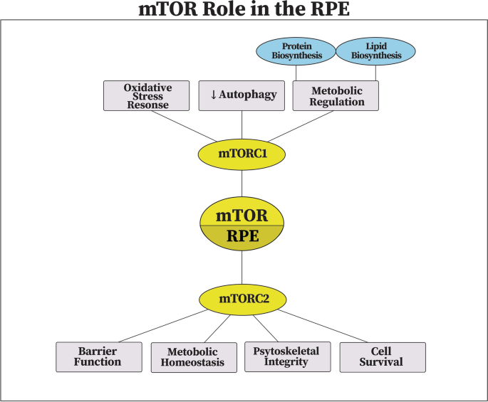 mTOR Effect in Retinal Pigment Epithelium (RPE) | SpringerLink