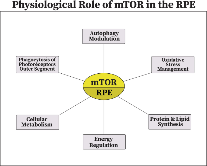mTOR Effect in Retinal Pigment Epithelium (RPE) | SpringerLink