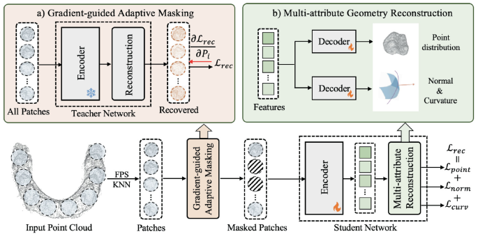 STEAM: Self-supervised TEeth Analysis and Modeling for Point Cloud ...