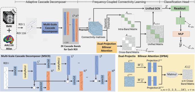 Ada-FCN: Adaptive Frequency-Coupled Network for fMRI-Based Brain ...