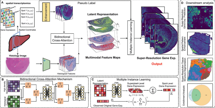 Inferring Super-Resolved Gene Expression by Integrating Histology Images and Spatial ...