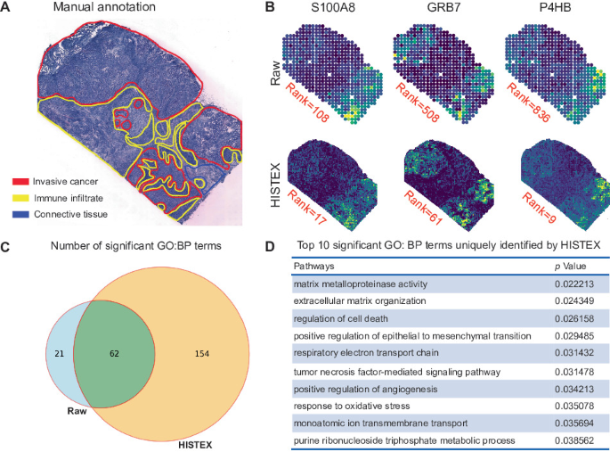 Inferring Super-Resolved Gene Expression by Integrating Histology ...