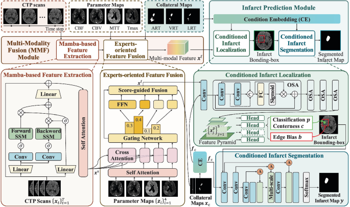 Collateral Circulation Guided Multi-Modality Fusion Network for ...