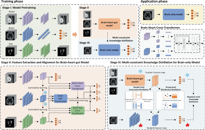 Brain-Heart-Gut Guided Multi-constraint Knowledge Distillation for Early Alzheimer’s Disease ...