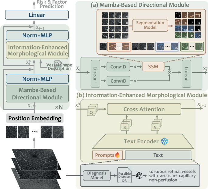 VAMPIRE: Uncovering Vessel Directional and Morphological Information from OCTA Images for ...